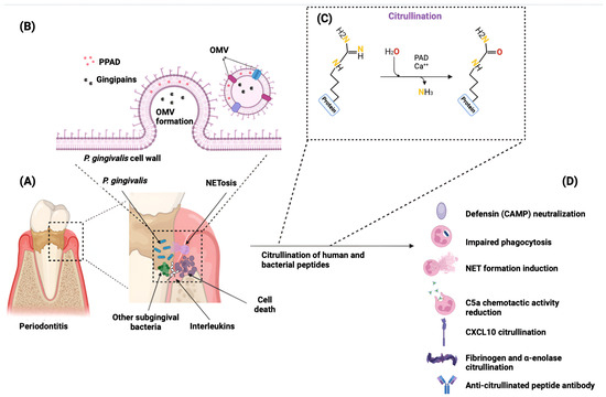 Impact of Protein Citrullination by Periodontal Pathobionts on Oral and Systemic Health: A ...
