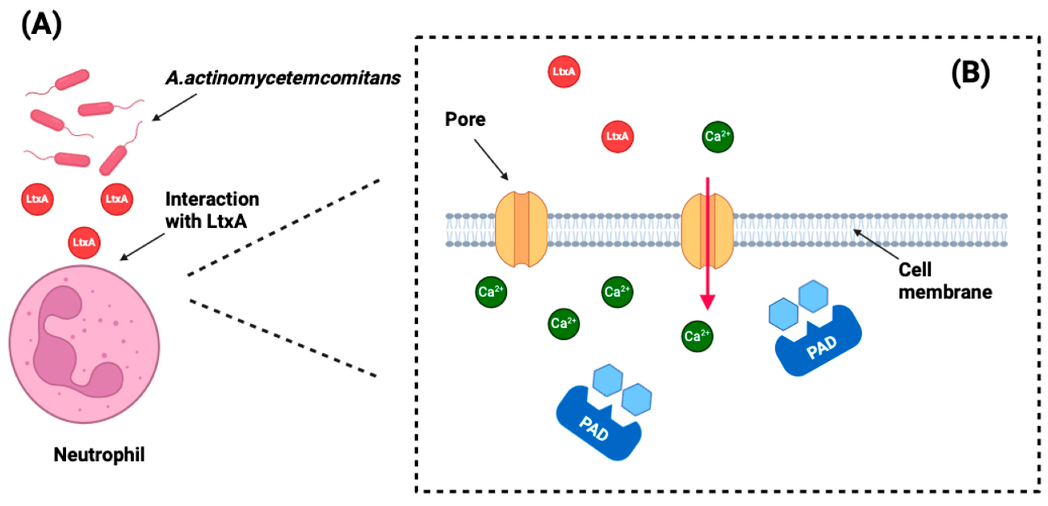 Impact of Protein Citrullination by Periodontal Pathobionts on Oral and Systemic Health: A ...