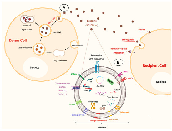 Exosomal MicroRNAs in Alzheimer’s Disease: Unveiling Their Role and ...