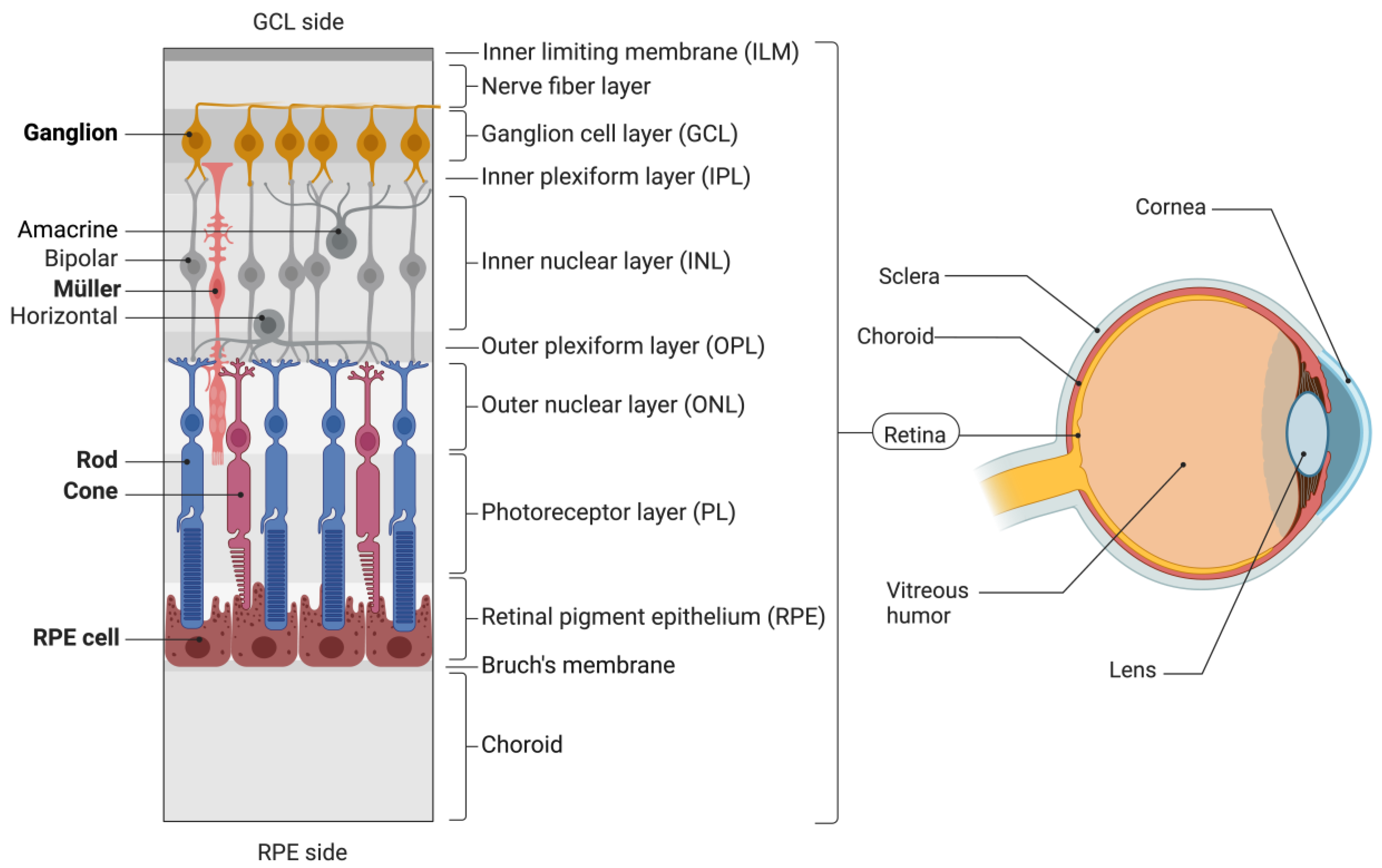 Challenges in AAV-Based Retinal Gene Therapies and the Role of Magnetic ...