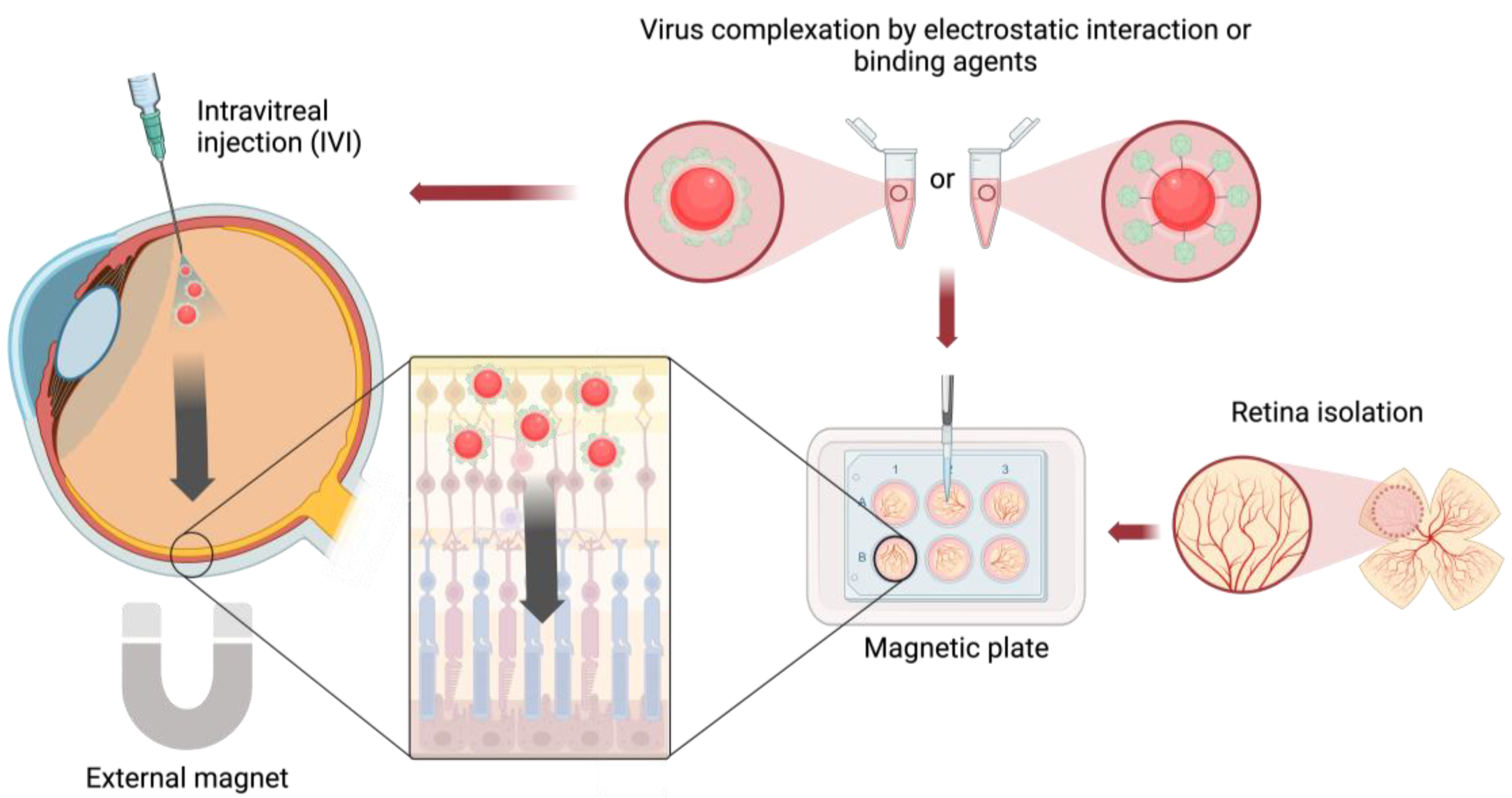 Challenges in AAV-Based Retinal Gene Therapies and the Role of Magnetic ...