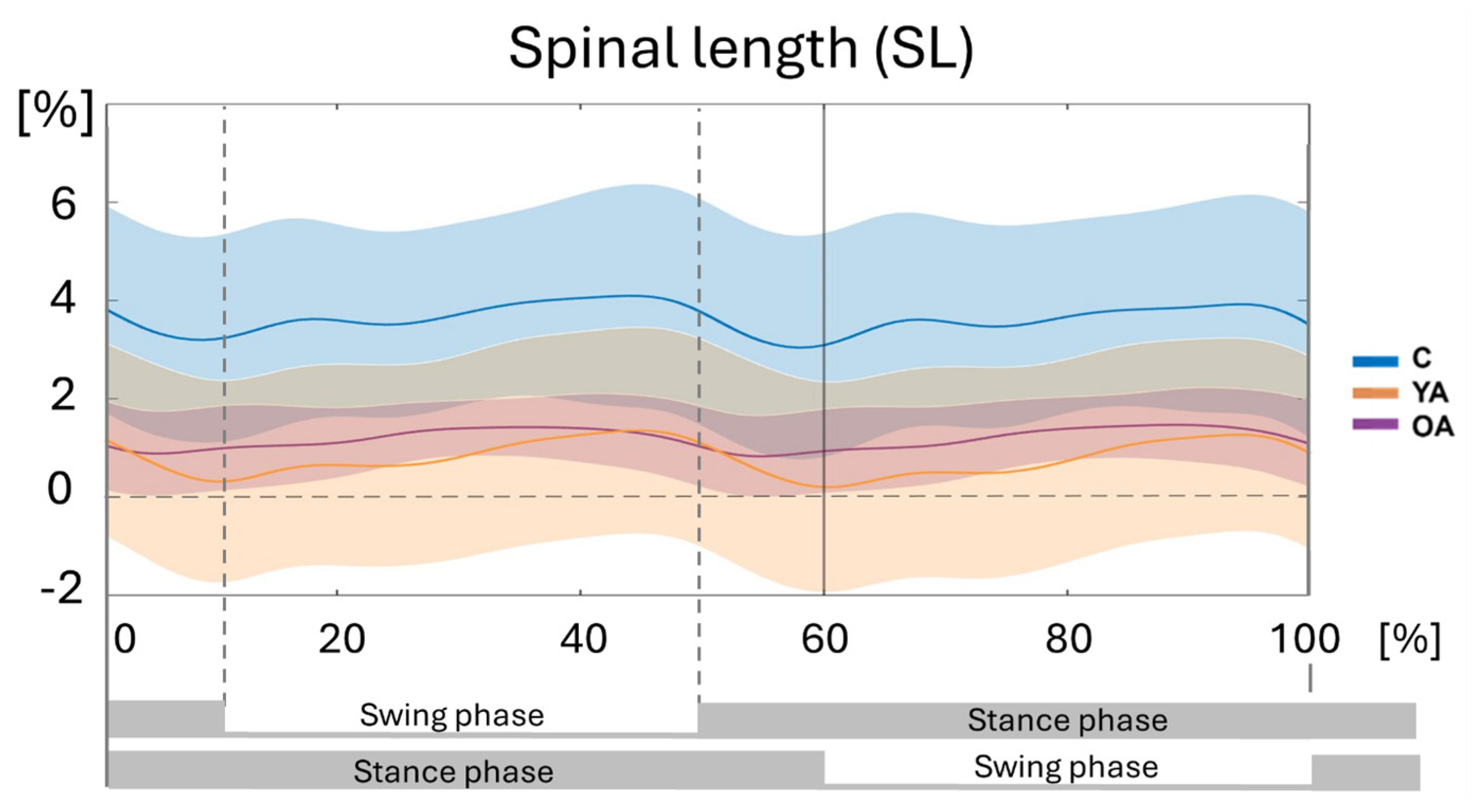 The Spine Lengthens During Walking in Healthy Participants, with Age ...