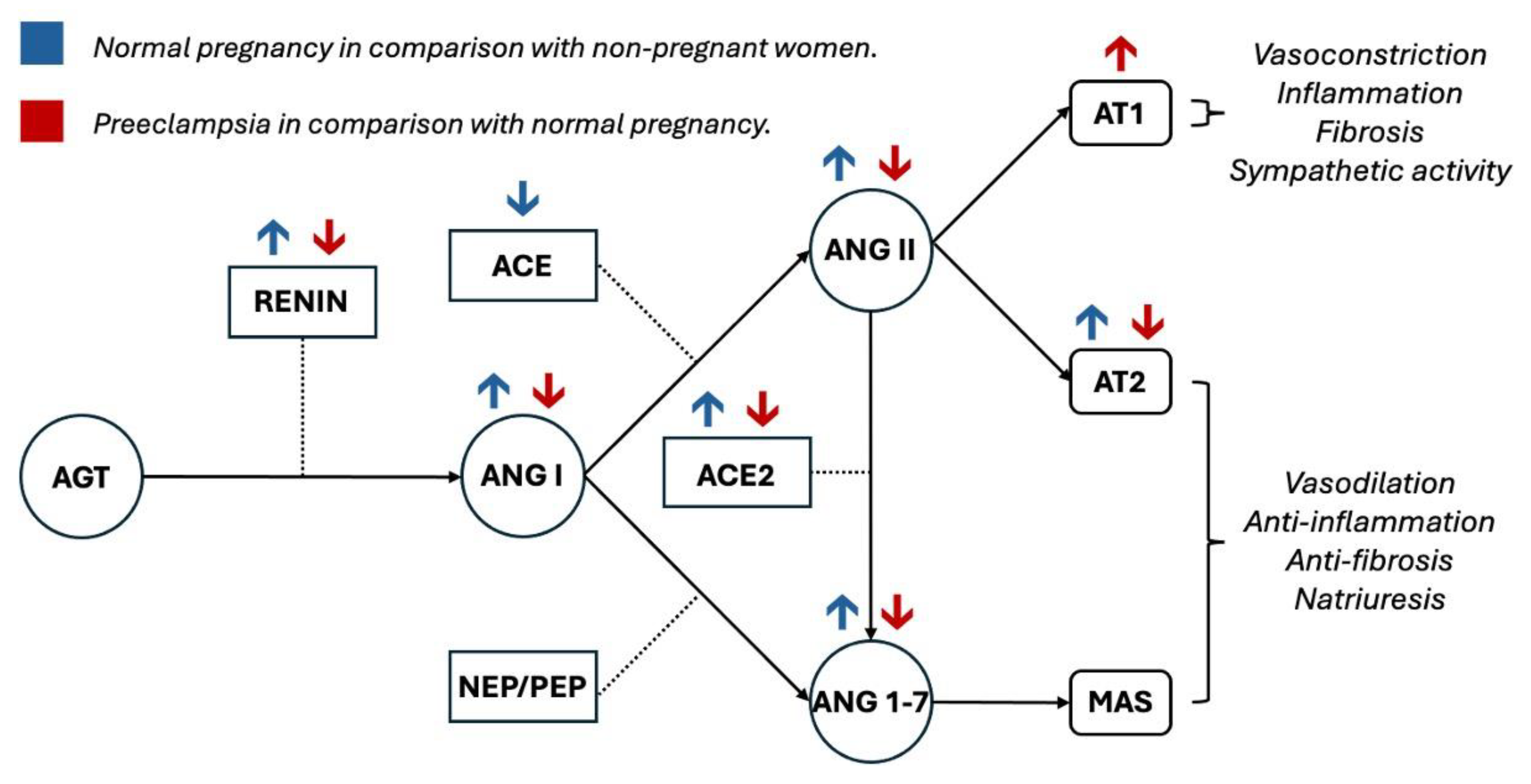 Renal Function and the Role of the Renin–Angiotensin–Aldosterone System ...