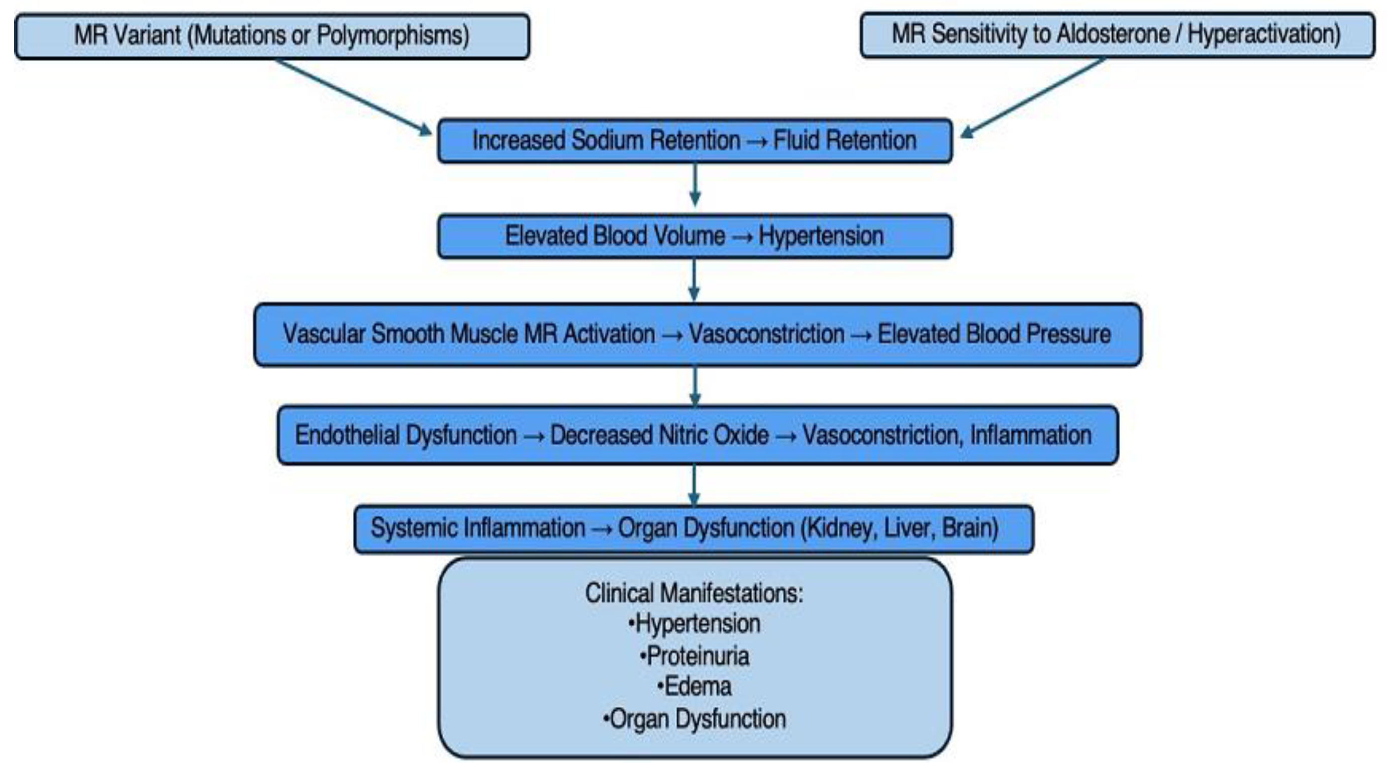 Renal Function and the Role of the Renin–Angiotensin–Aldosterone System (RAAS) in Normal ...