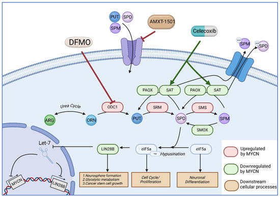Polyamine Inhibition with DFMO: Shifting the Paradigm in Neuroblastoma Therapy