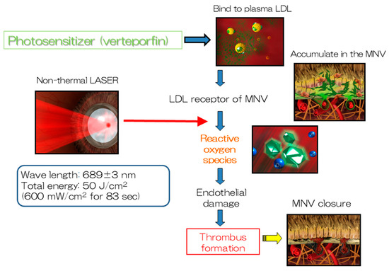 The Past, Present, and Future Perspective of Photodynamic Therapy for ...