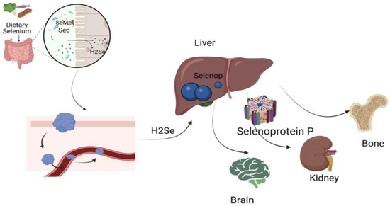Unveiling the Role of Selenium in Child Development: Impacts on Growth ...