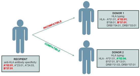 Development of the Crossmatch Test in Kidney Transplantation Up to the ...