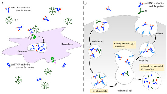Rheumatoid Factor: Diagnostic and Prognostic Performance and ...