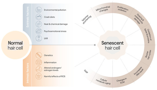 Hair Longevity—Evidence for a Multifactorial Holistic Approach to ...