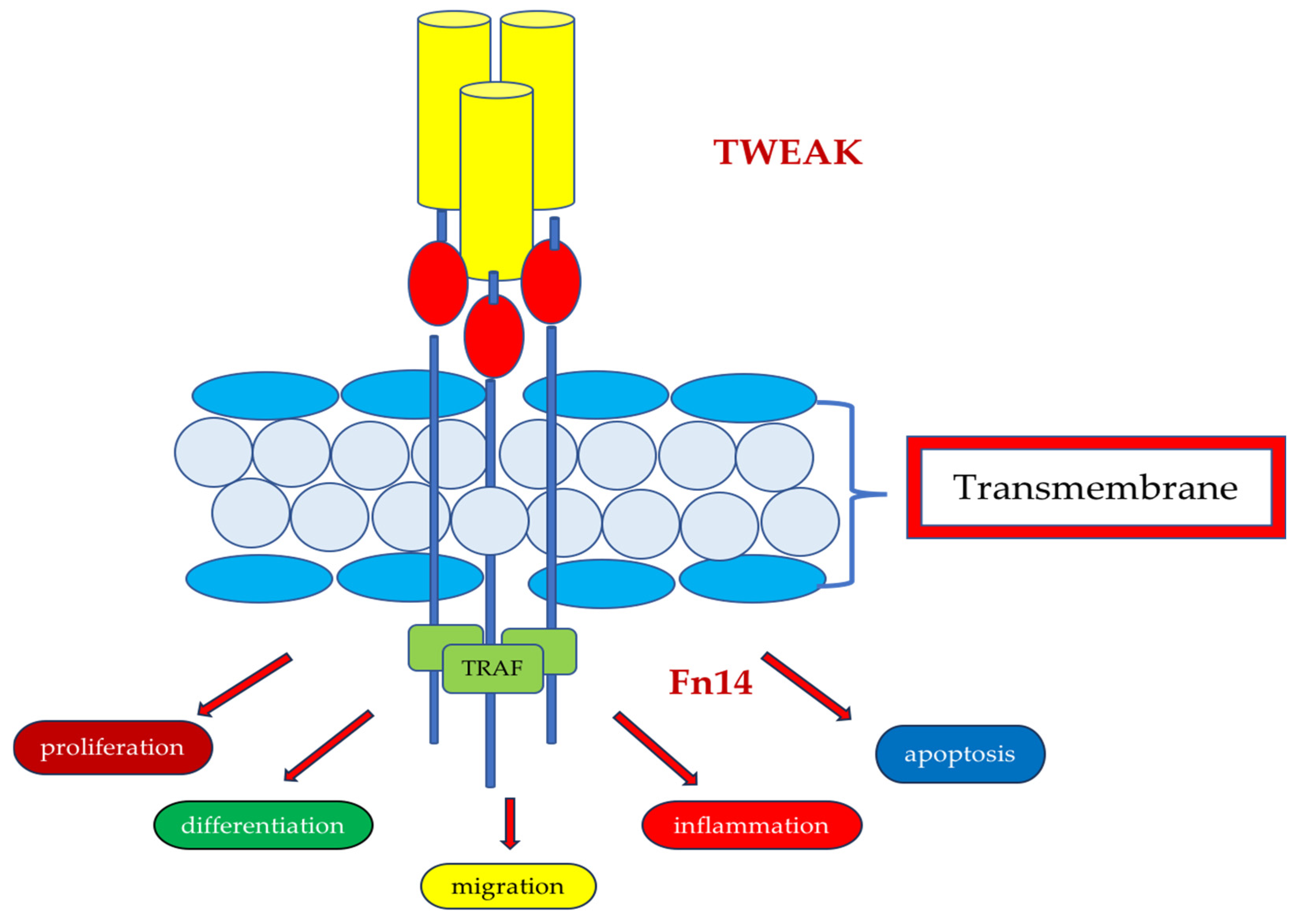 Modern Biomarkers in IgA Nephropathy and Their Potential in Paediatric ...