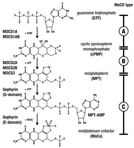 Early Neonatal Fosdenopterin Treatment for Molybdenum Cofactor ...