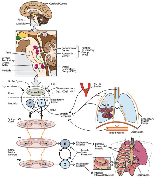 Mechanism-Based Neuromodulation in Augmenting Respiratory Motor Function in Individuals with ...