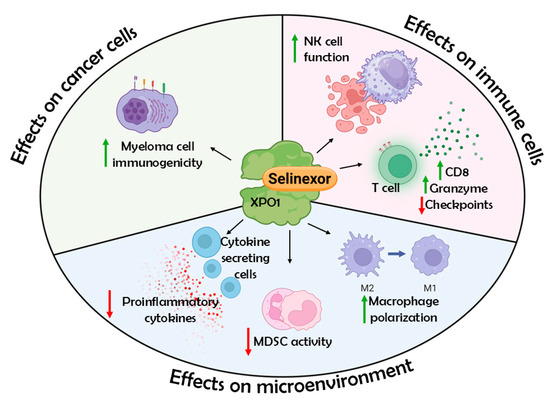 Focusing on Selinexor for Holding and Bridging Prior to CAR-T in ...