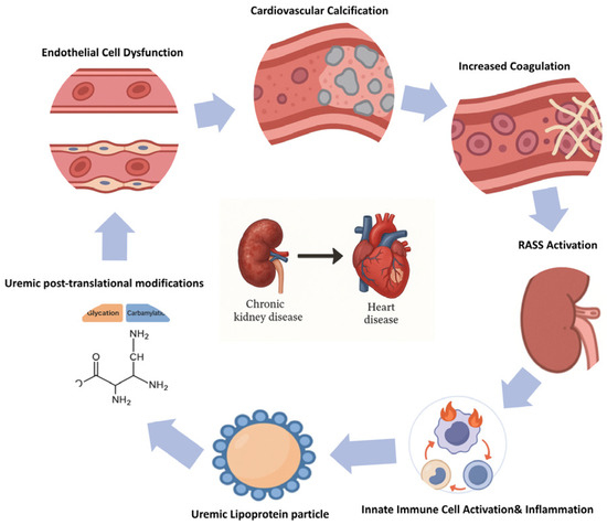 Cardiovascular Risk and Its Presentation in Chronic Kidney Disease