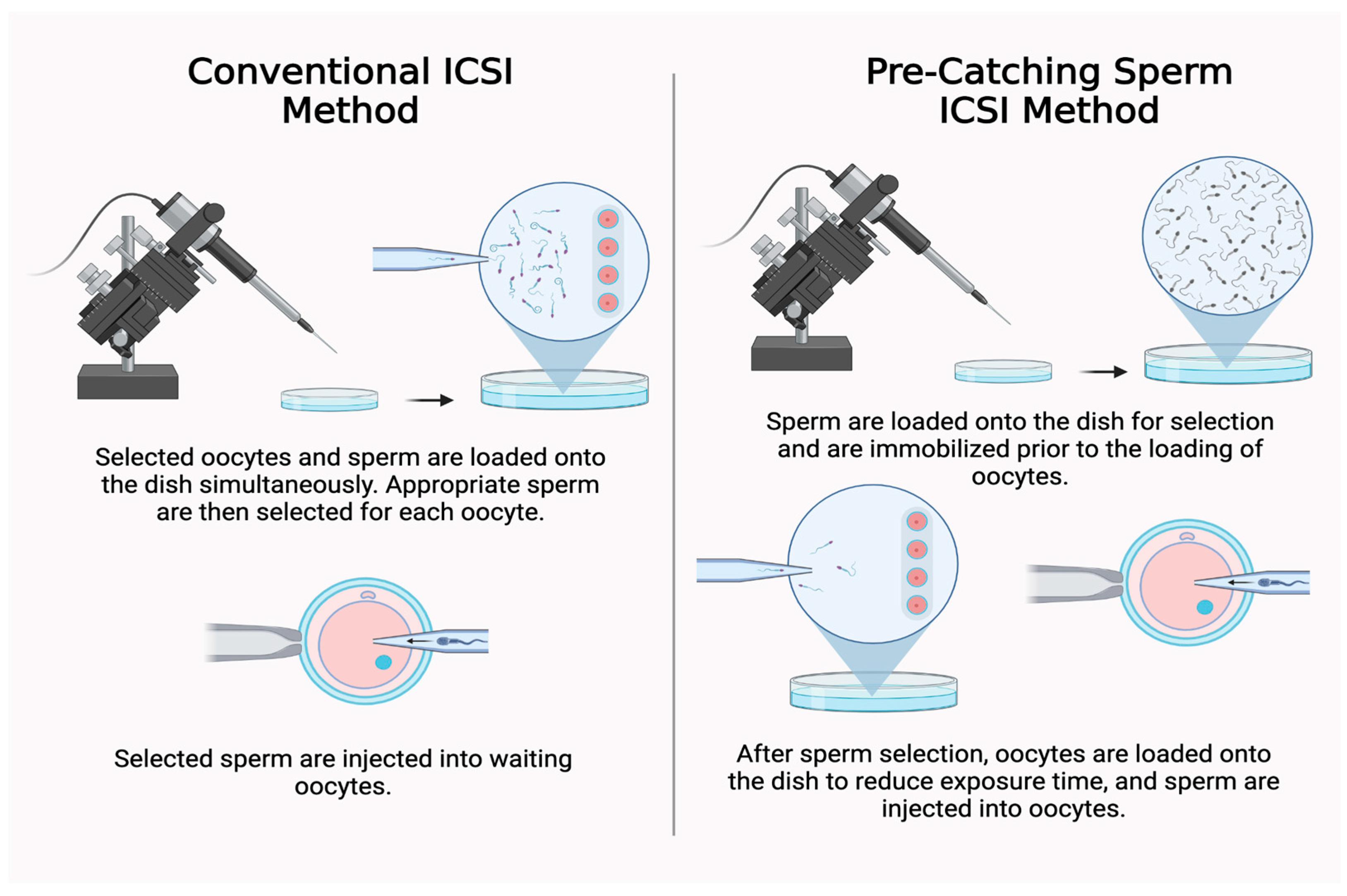 The Pre-Catching Sperm Technique Increases the Efficiency of the ...