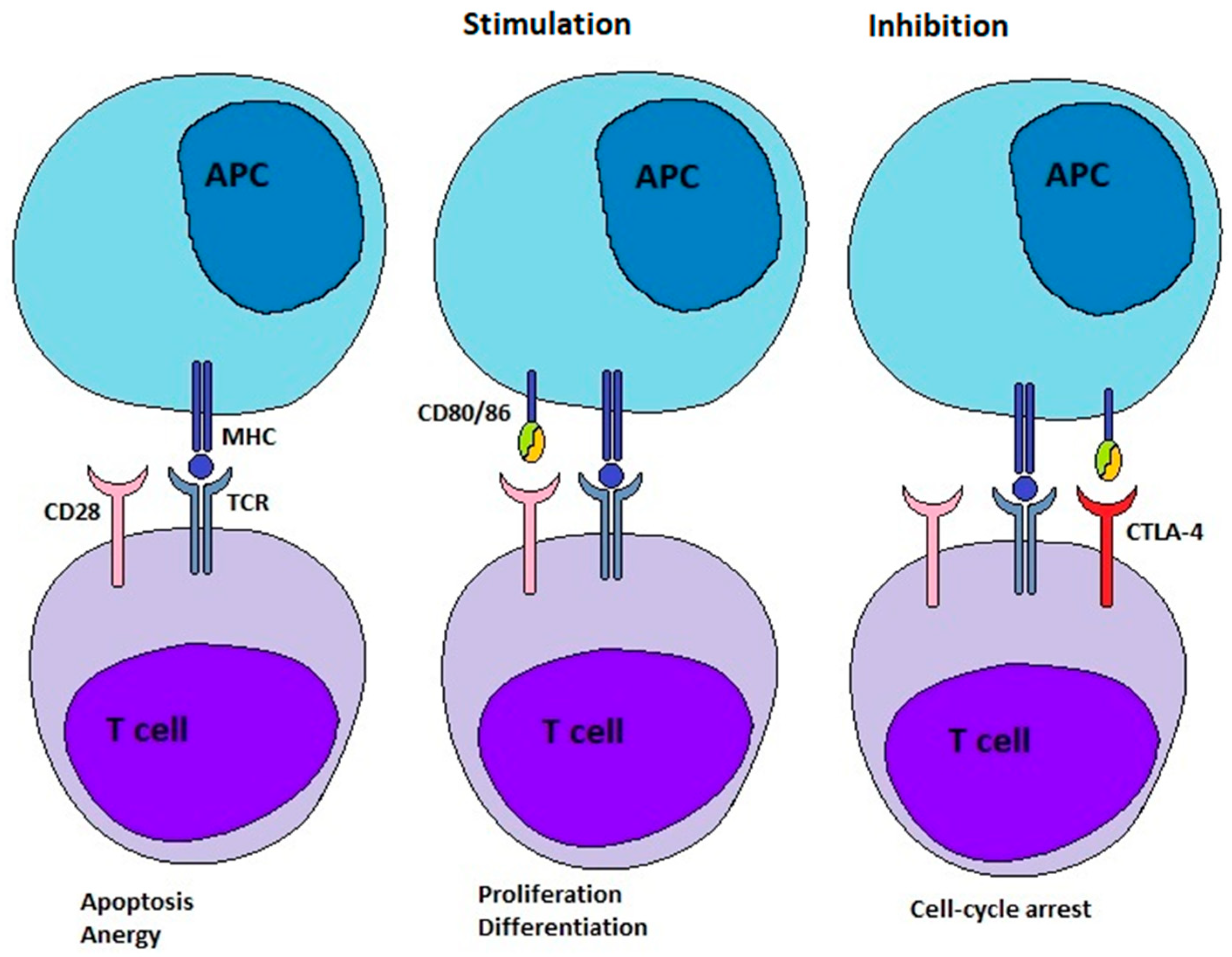 Investigation of the CTLA-4–CD28 Axis in Oral Squamous Cell Carcinoma