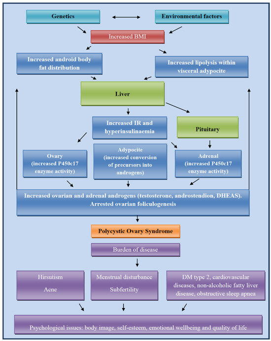 Obesity as a Part of Polycysric Ovary Syndrome (PCOS)—A Review of ...