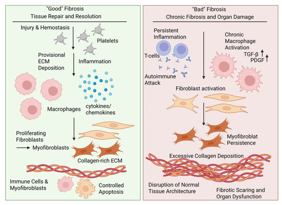 Fibrosis in Immune-Mediated and Autoimmune Disorders