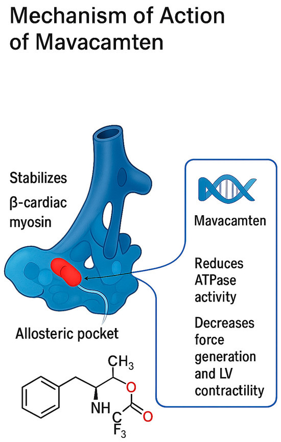 Mavacamten for Obstructive Hypertrophic Cardiomyopathy: Targeting ...