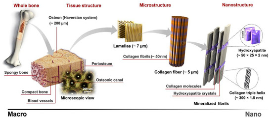 Synthetic Polymeric Materials for Bone Replacement