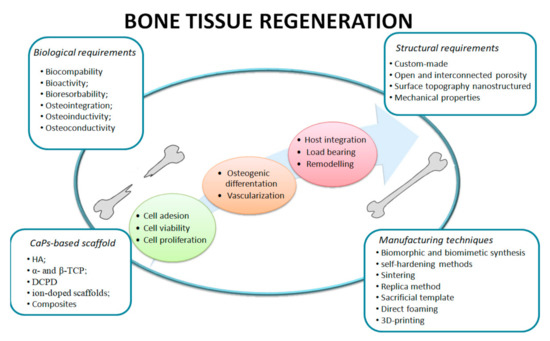 J. Compos. Sci. | Free Full-Text | Bioactive Calcium Phosphate-Based ...