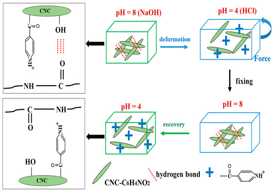 Nanocellulose-Based Thermoplastic Polyurethane Biocomposites with Shape ...