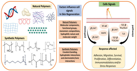 Natural vs Synthetic Polymers: How Do They Communicate with Cells for ...