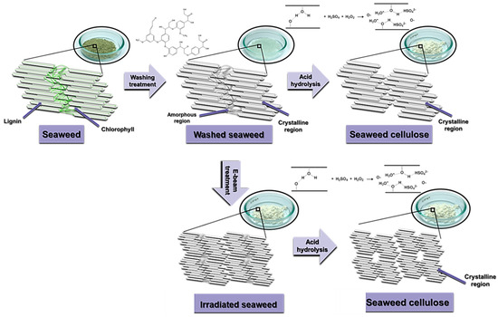 Eco-Friendly Isolated Nanocellulose from Seaweed Biomass via Modified ...