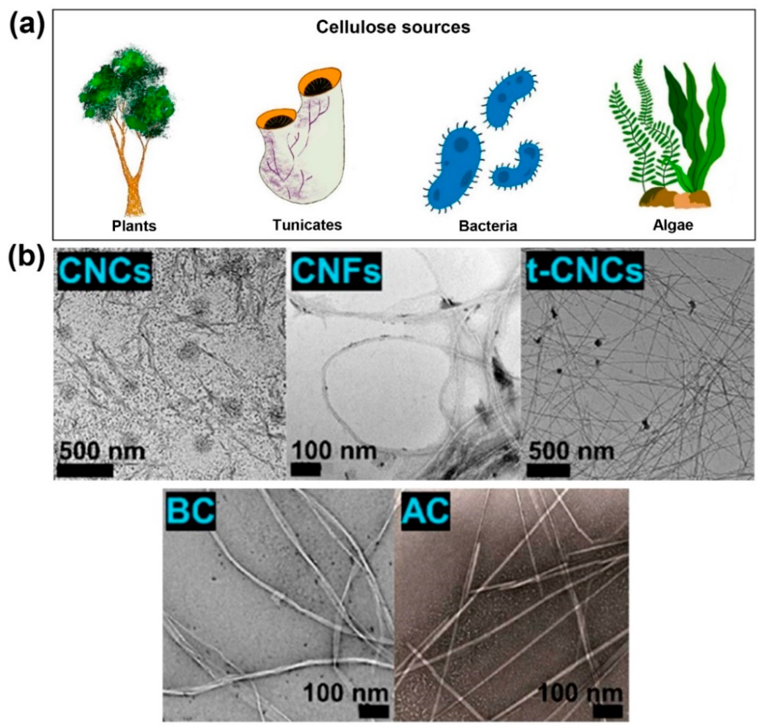 Sustainable Polyamide Composites Reinforced with Nanocellulose via Melt ...