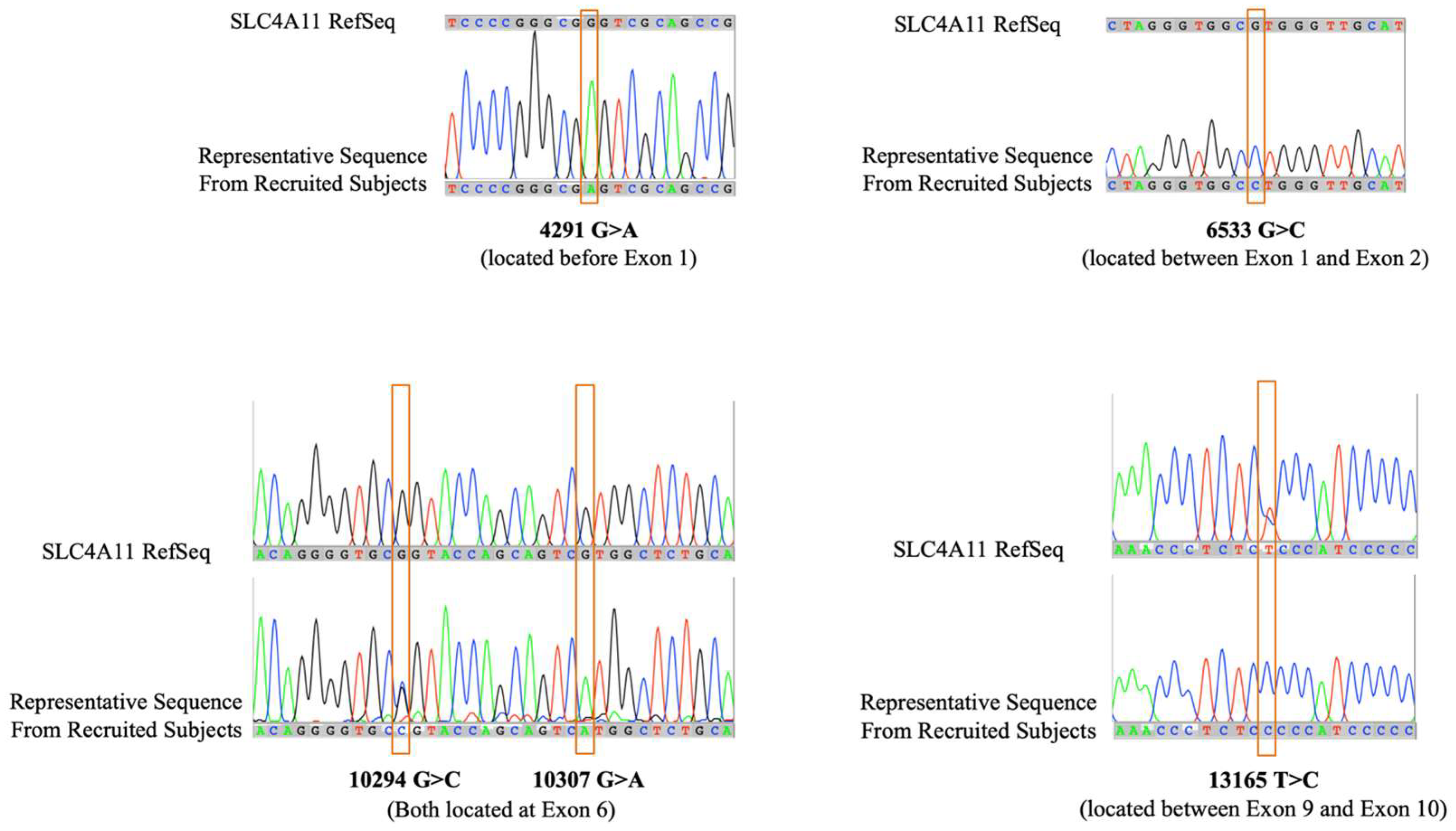Mutational Analysis of the SLC4A11 Gene in a (Filipino) Family with ...