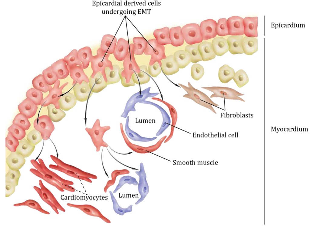 Jdb Free Full Text Epicardial Lineages And Cardiac Repair