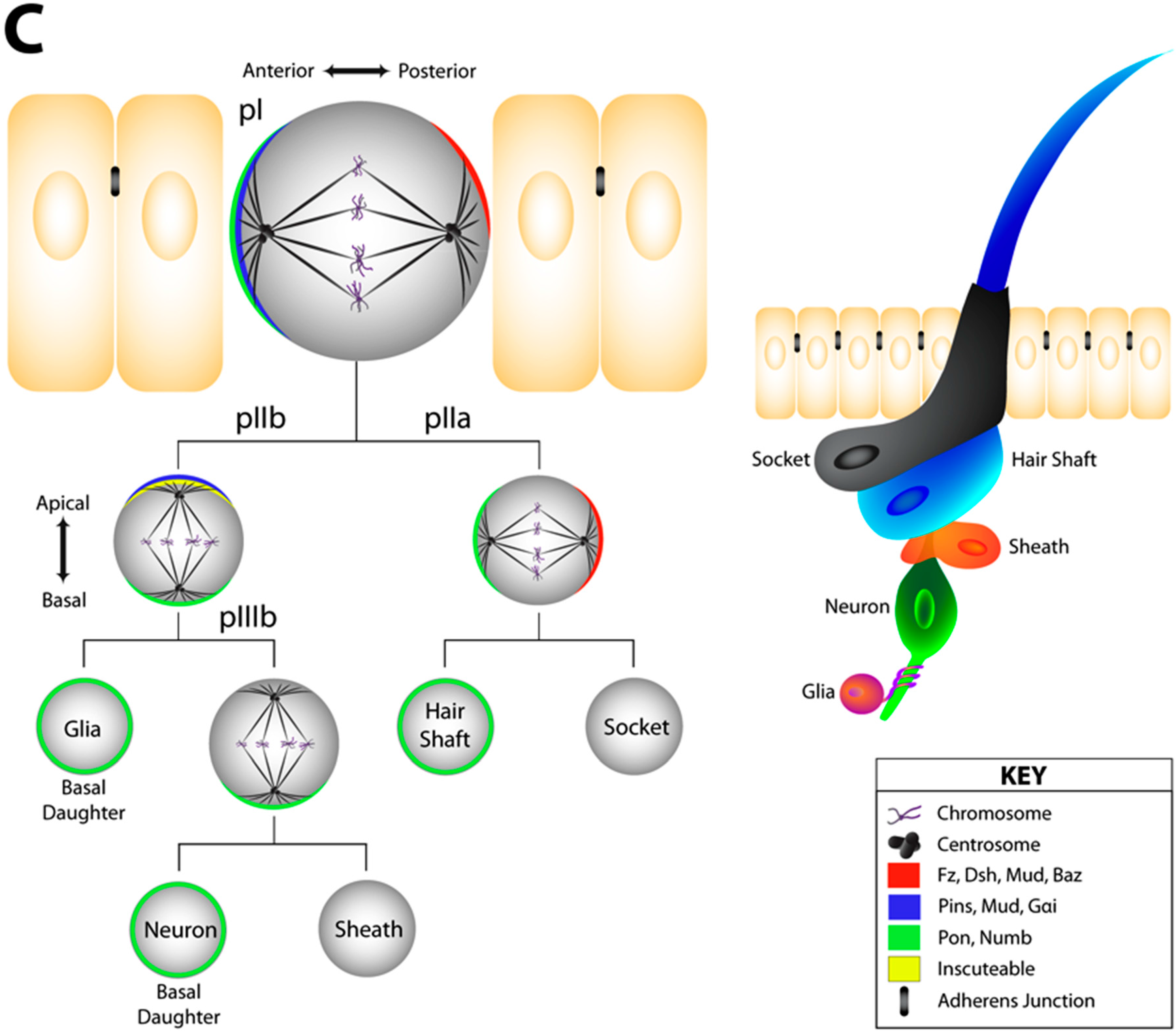 JDB | Free Full-Text | Cell Fate Decision Making through Oriented Cell ...