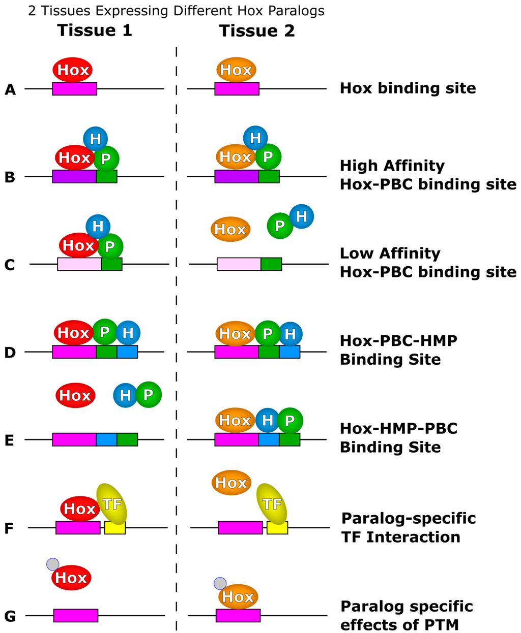 Mechanisms of Specificity for Hox Factor Activity