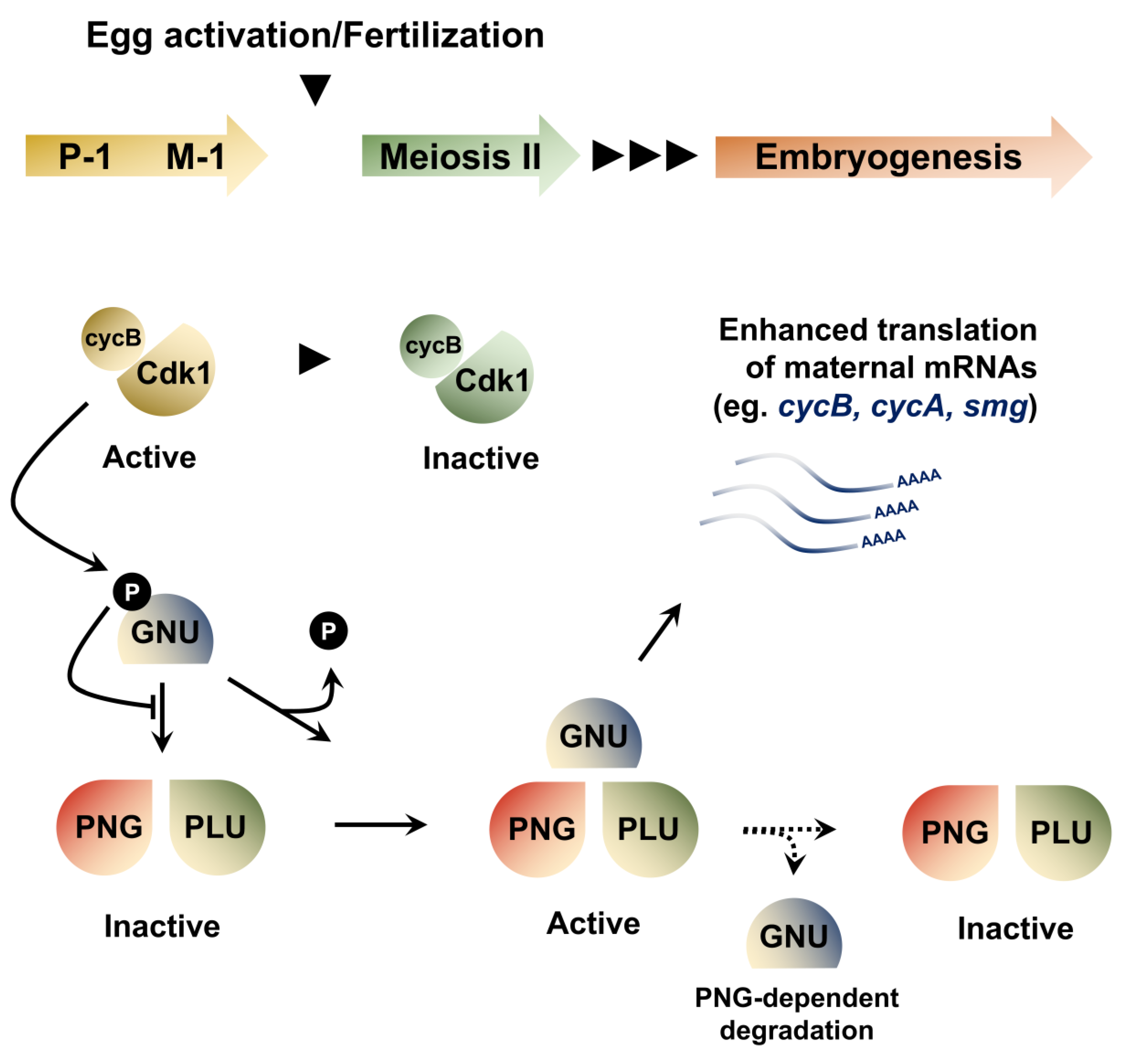 Flying the RNA Nest: Drosophila Reveals Novel Insights into the ...