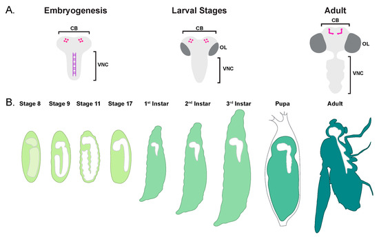 JDB | Special Issue : Drosophila - A Model System for Developmental Biology