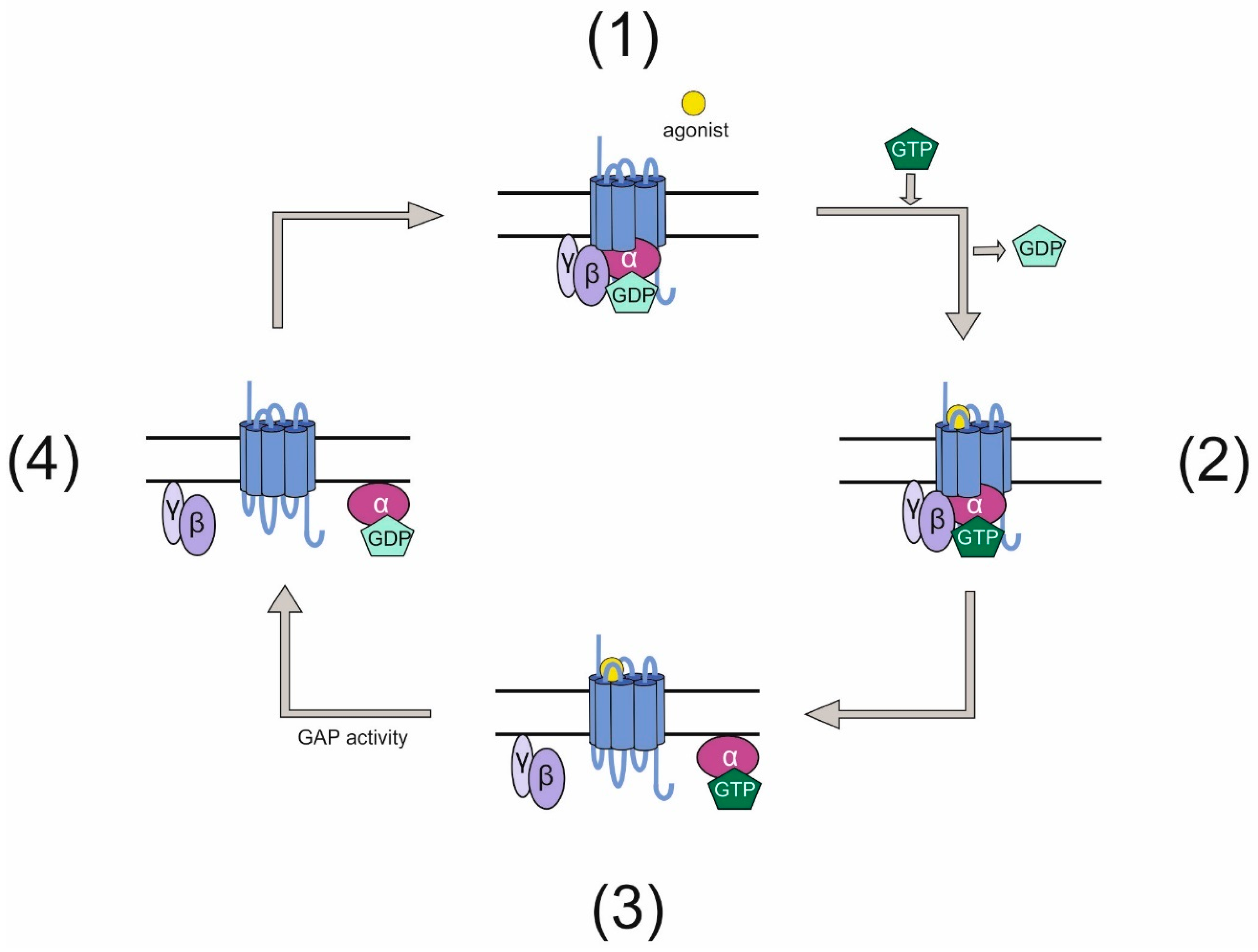 G Proteins and GPCRs in C. elegans Development: A Story of Mutual ...