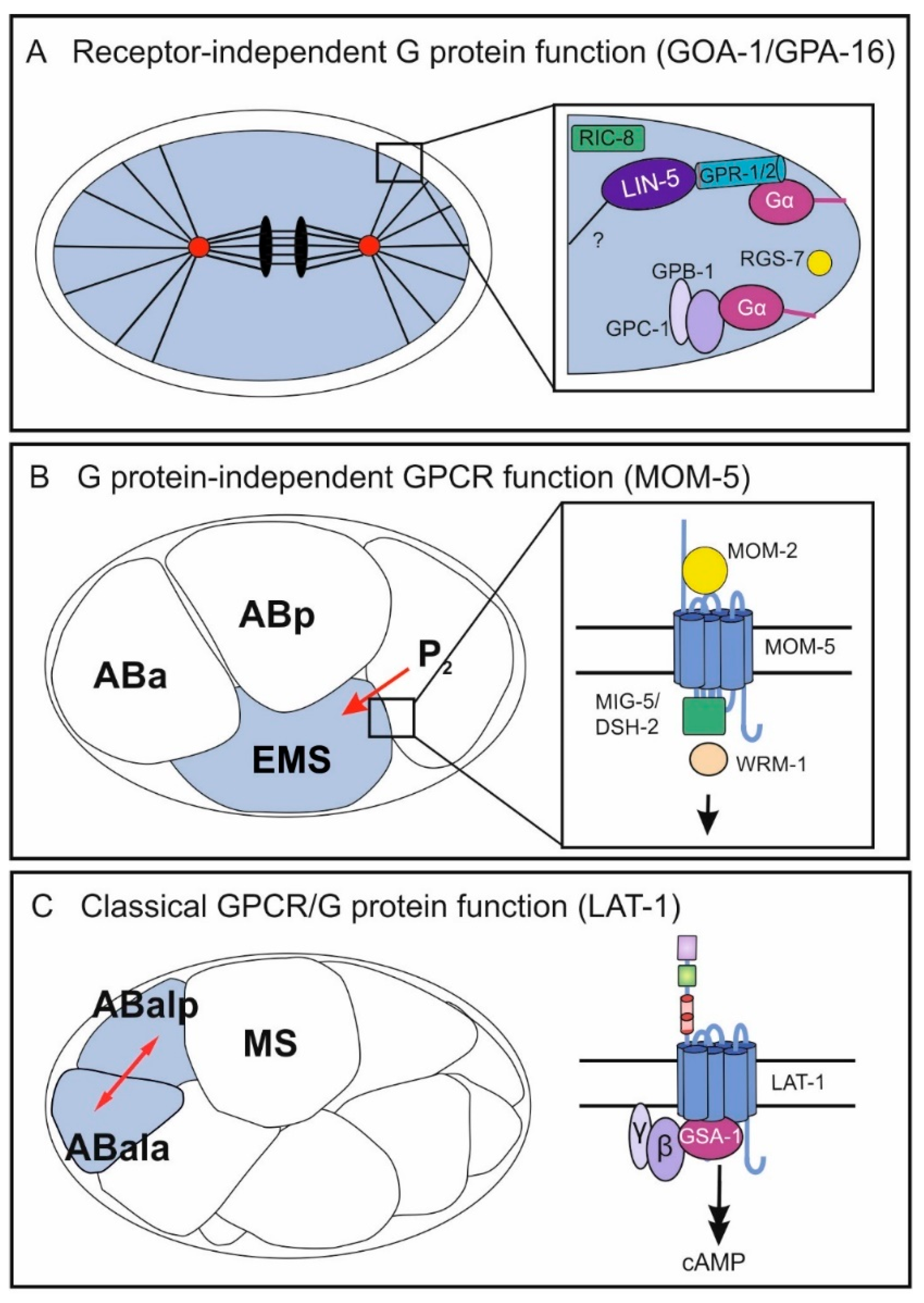 G Proteins and GPCRs in C. elegans Development: A Story of Mutual ...