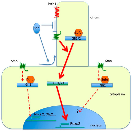 Distinct Activities of Gli1 and Gli2 in the Absence of Ift88 and the ...