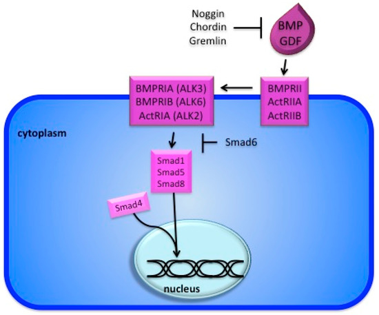 Bu-M-P-ing Iron: How BMP Signaling Regulates Muscle Growth and Regeneration