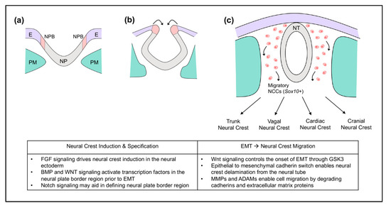 Cranial Neural Crest Cells and Their Role in the Pathogenesis of ...