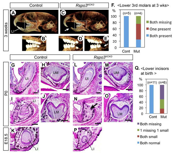Jdb Special Issue Craniofacial Genetics And Developmental Biology
