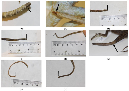 The Review of the Autotomy of Agamid Lizards with Considerations about ...