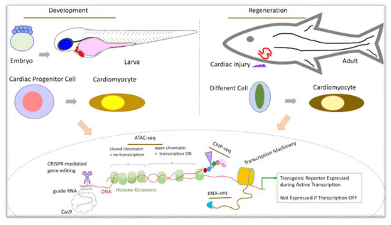 Advances in Cardiac Development and Regeneration Using Zebrafish as a ...