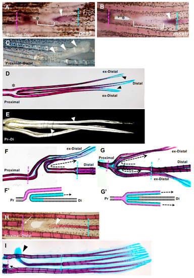 JDB | Free Full-Text | Regenerative Polarity of the Fin Ray in ...