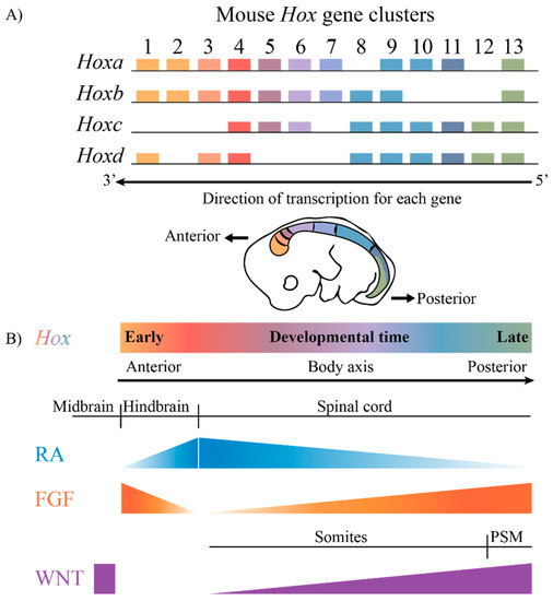Transcriptional Regulation and Implications for Controlling Hox Gene Expression