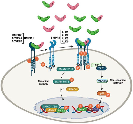 Journal of Developmental Biology | An Open Access Journal from MDPI