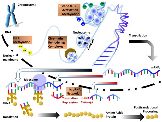 Epigenetics and Early Development