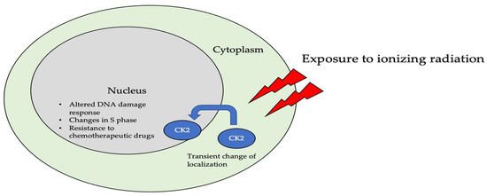 The Role of Protein Kinase CK2 in Development and Disease Progression ...
