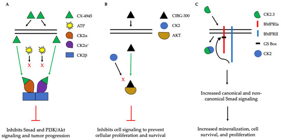 The Role of Protein Kinase CK2 in Development and Disease Progression ...